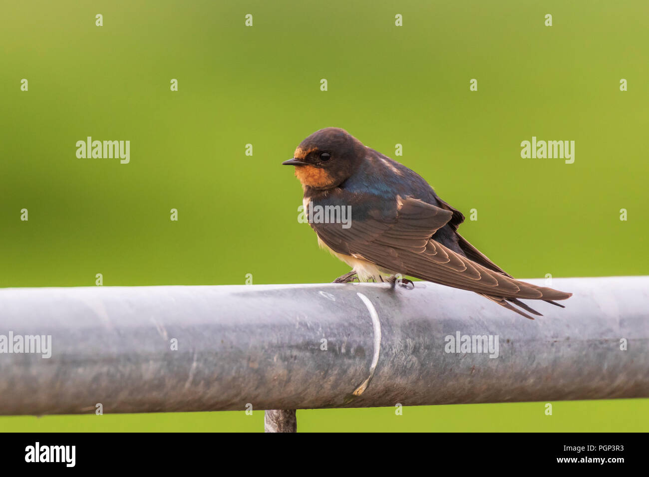 Closeup of a Barn Swallow (Hirundo rustica) resting after hunting on a ...