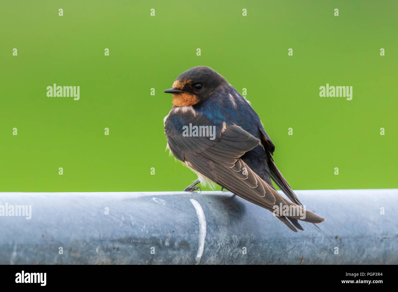 Closeup of a Barn Swallow (Hirundo rustica) resting after hunting on a ...