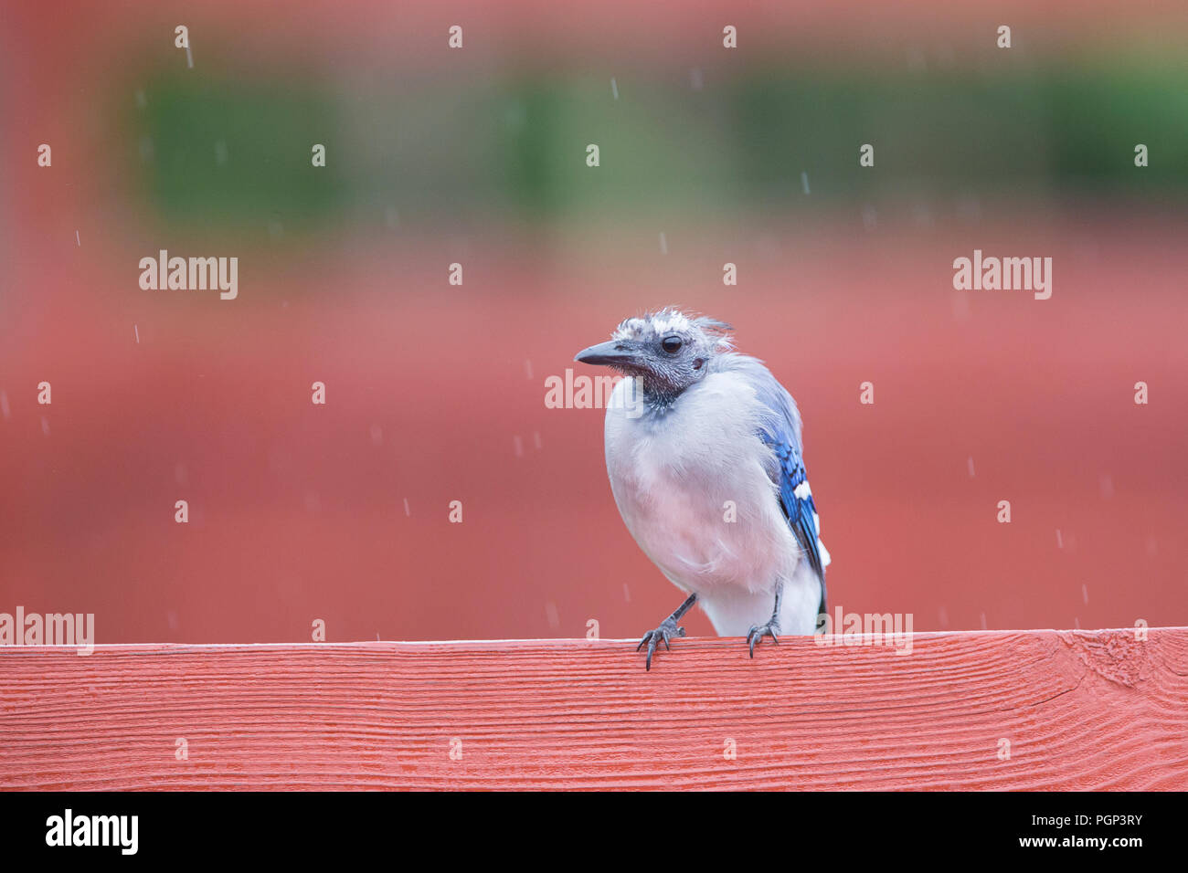 Fuzzy headed hi-res stock photography and images - Alamy