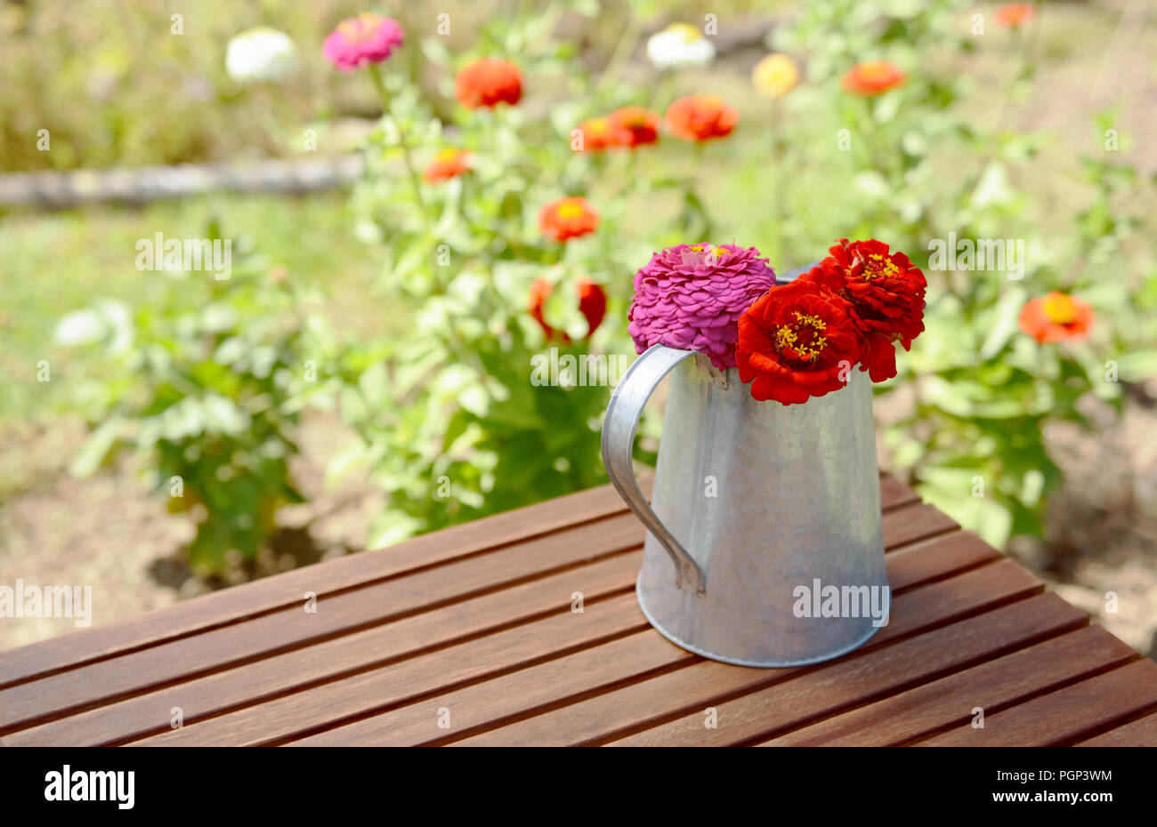 Rustic metal pitcher holding cut zinnia flowers on a wooden garden ...