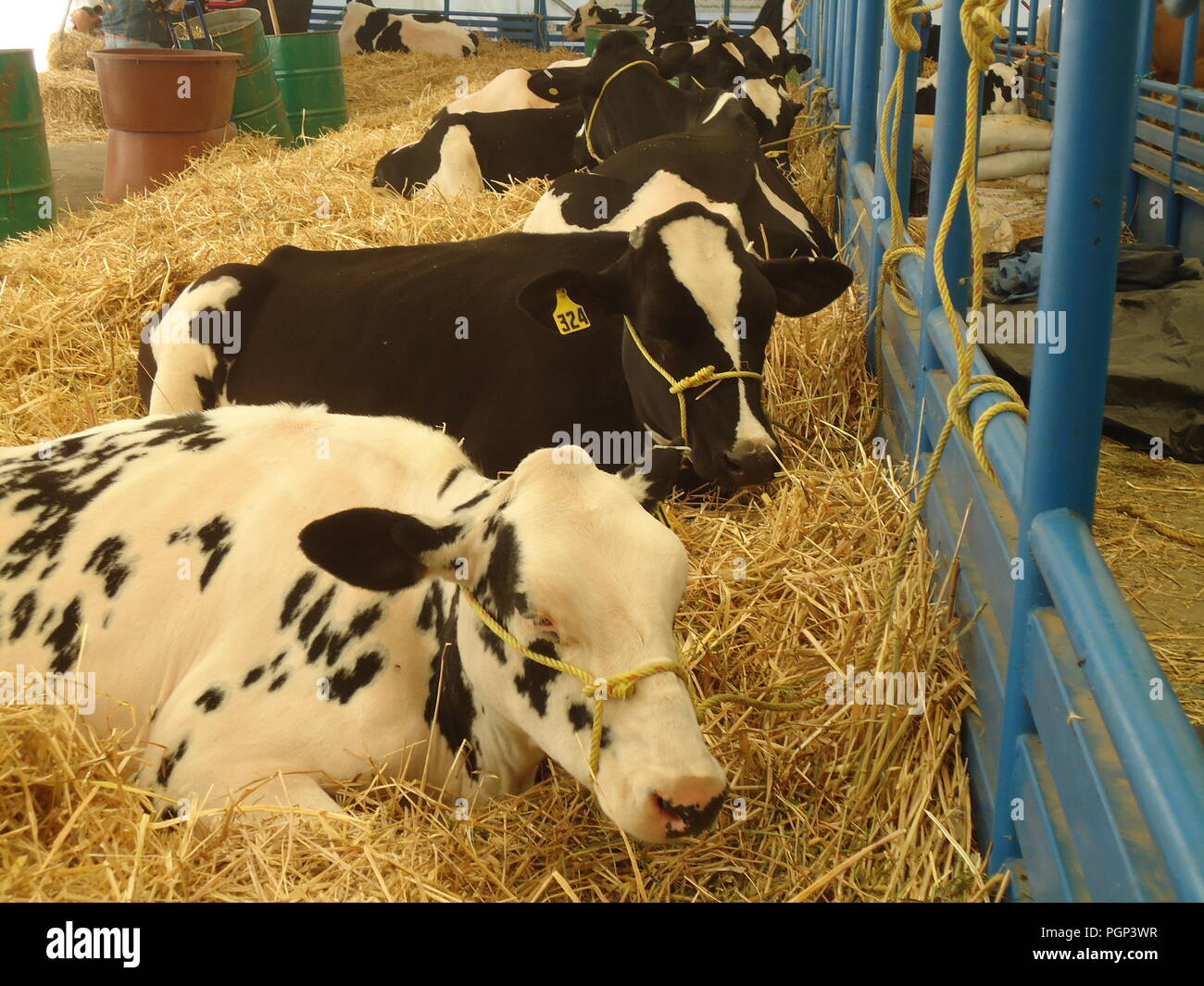 Ferocious bulls hi-res stock photography and images - Alamy