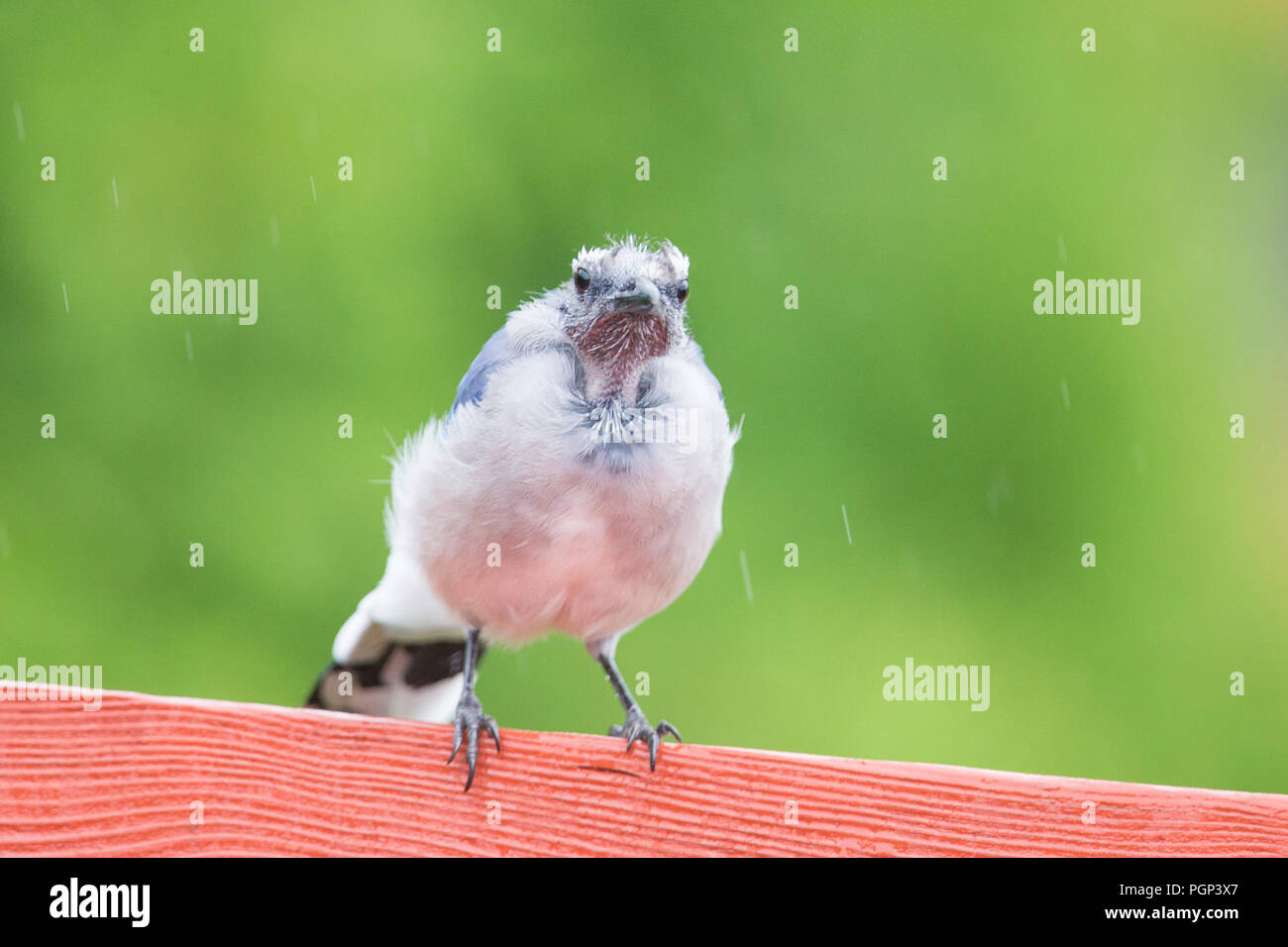 Angry blue bird hi-res stock photography and images - Alamy