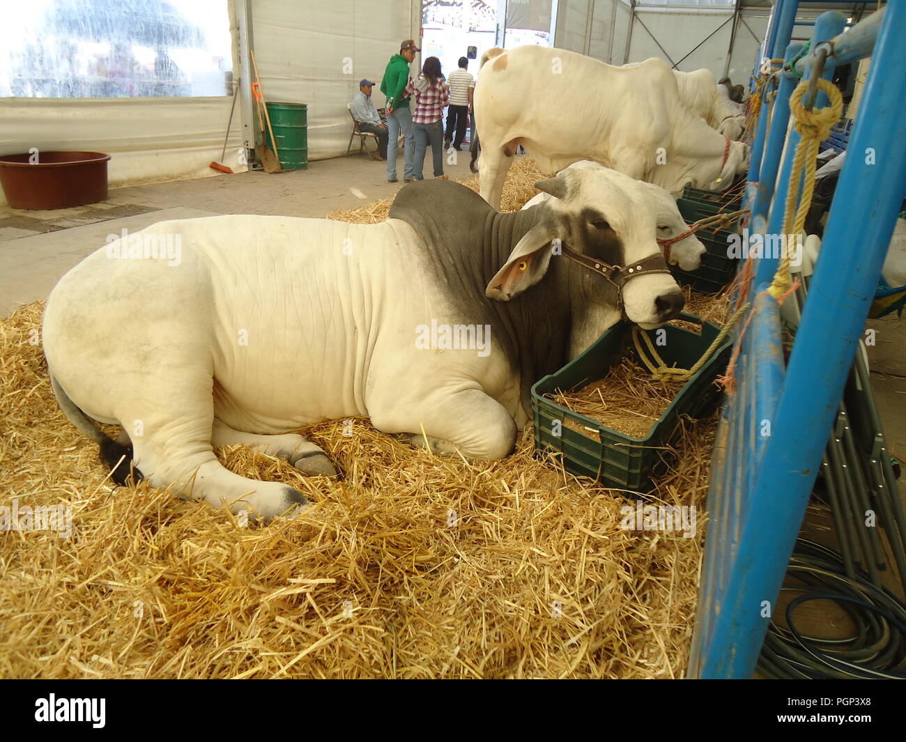 Cows and bulls Stock Photo - Alamy