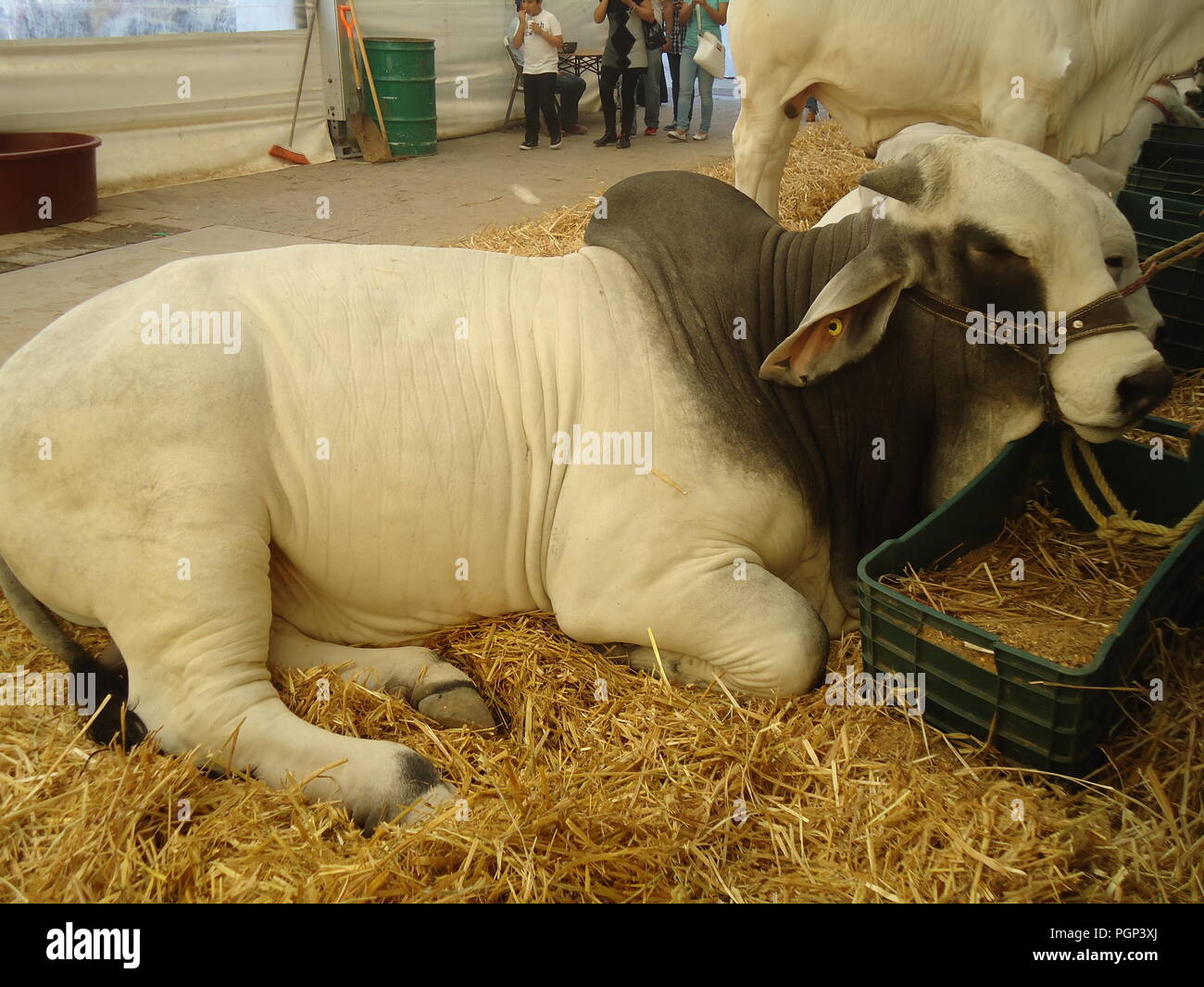 Cows and bulls Stock Photo - Alamy