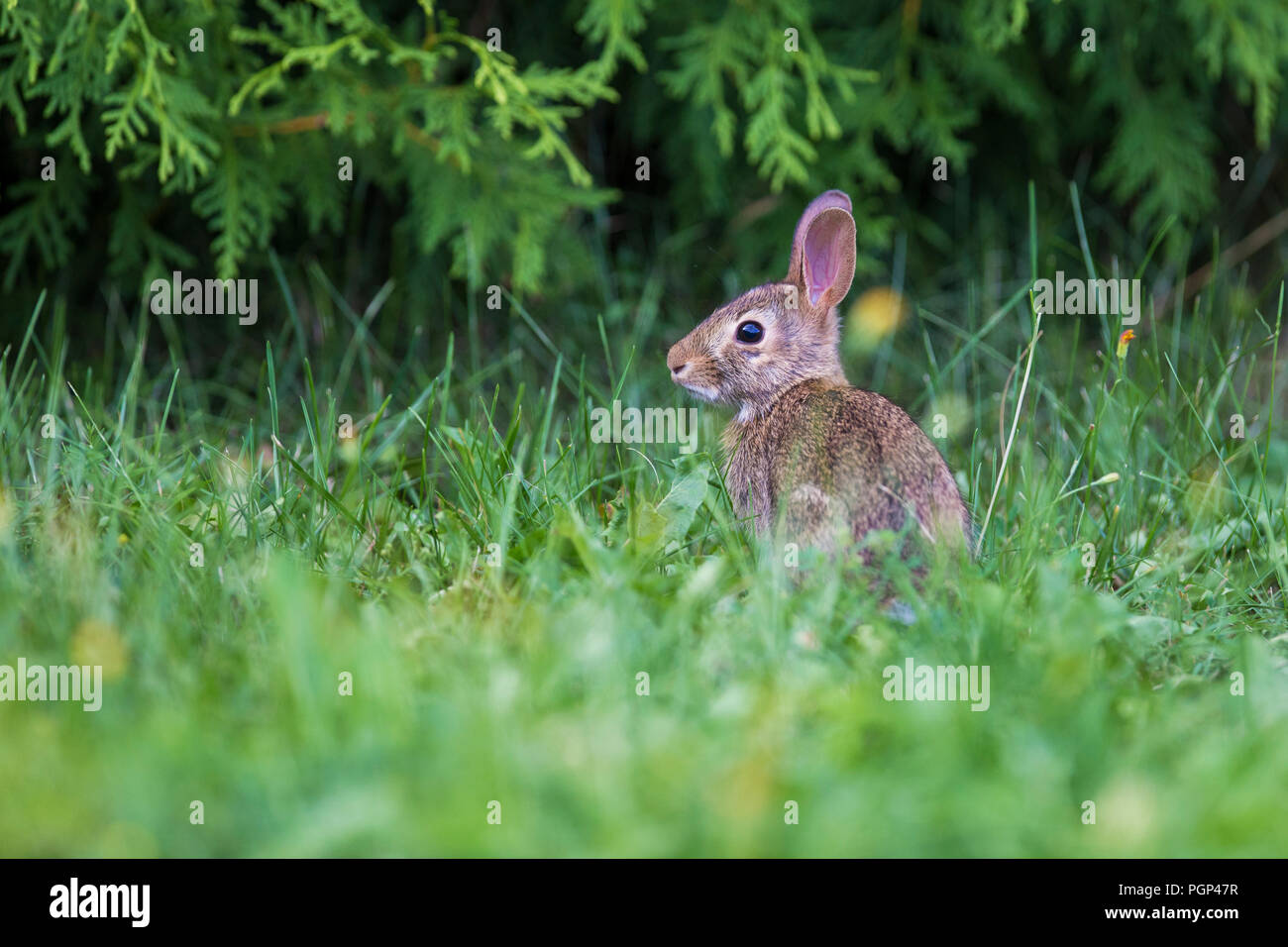 Baby eastern cottontails hi-res stock photography and images - Alamy