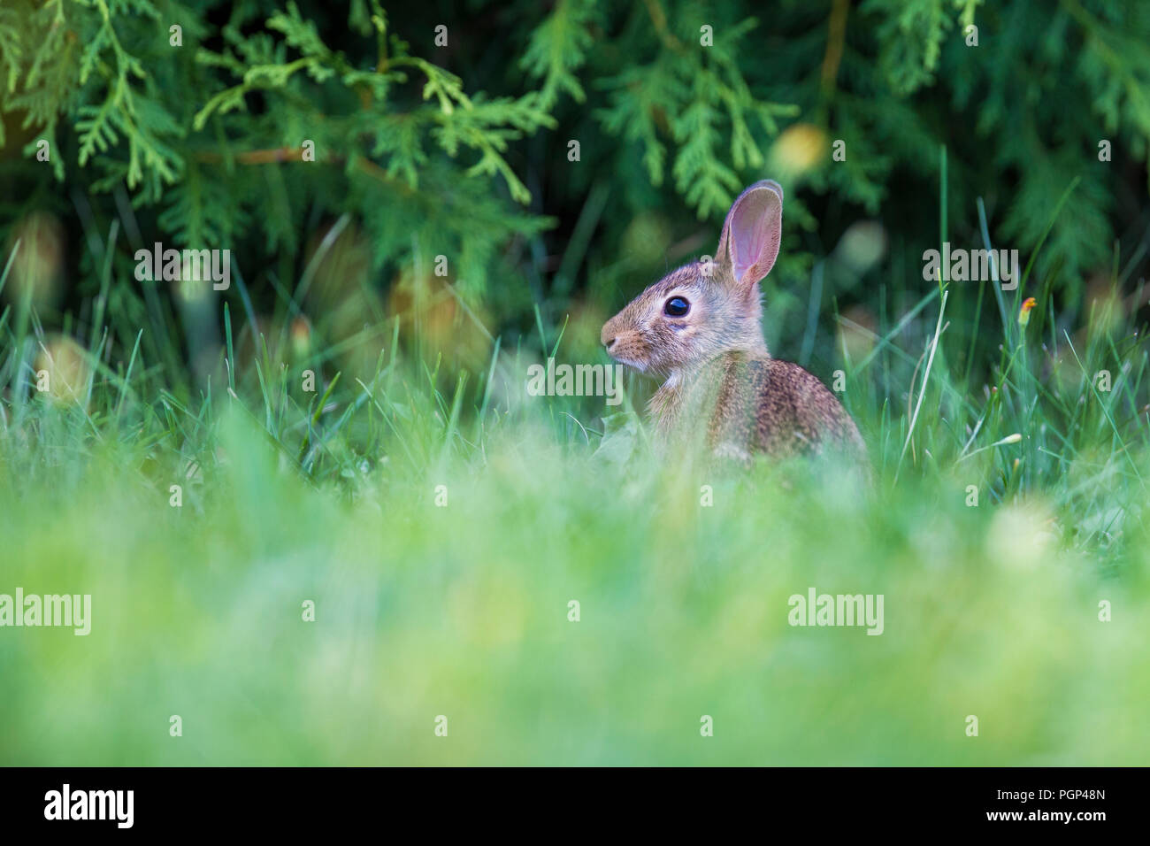 Baby eastern cottontail bunny (Sylvilagus floridanus) feeding Stock ...