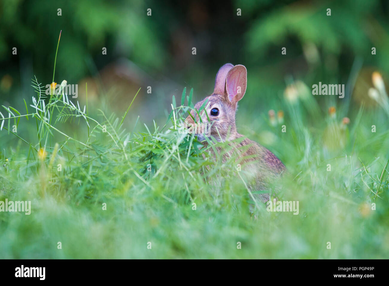 Baby eastern cottontails hi-res stock photography and images - Alamy
