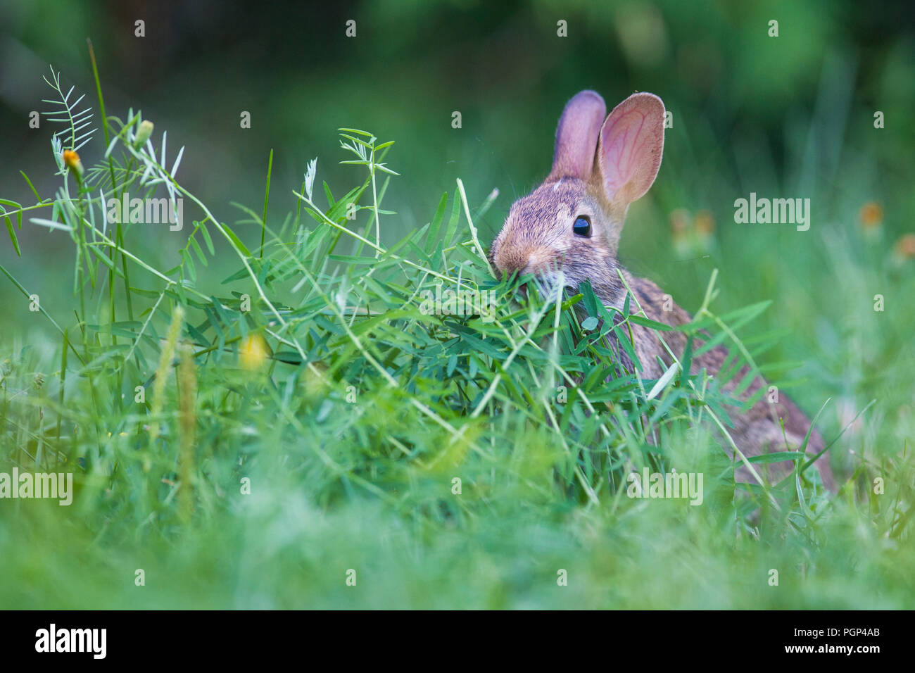 Baby eastern cottontails hi-res stock photography and images - Alamy