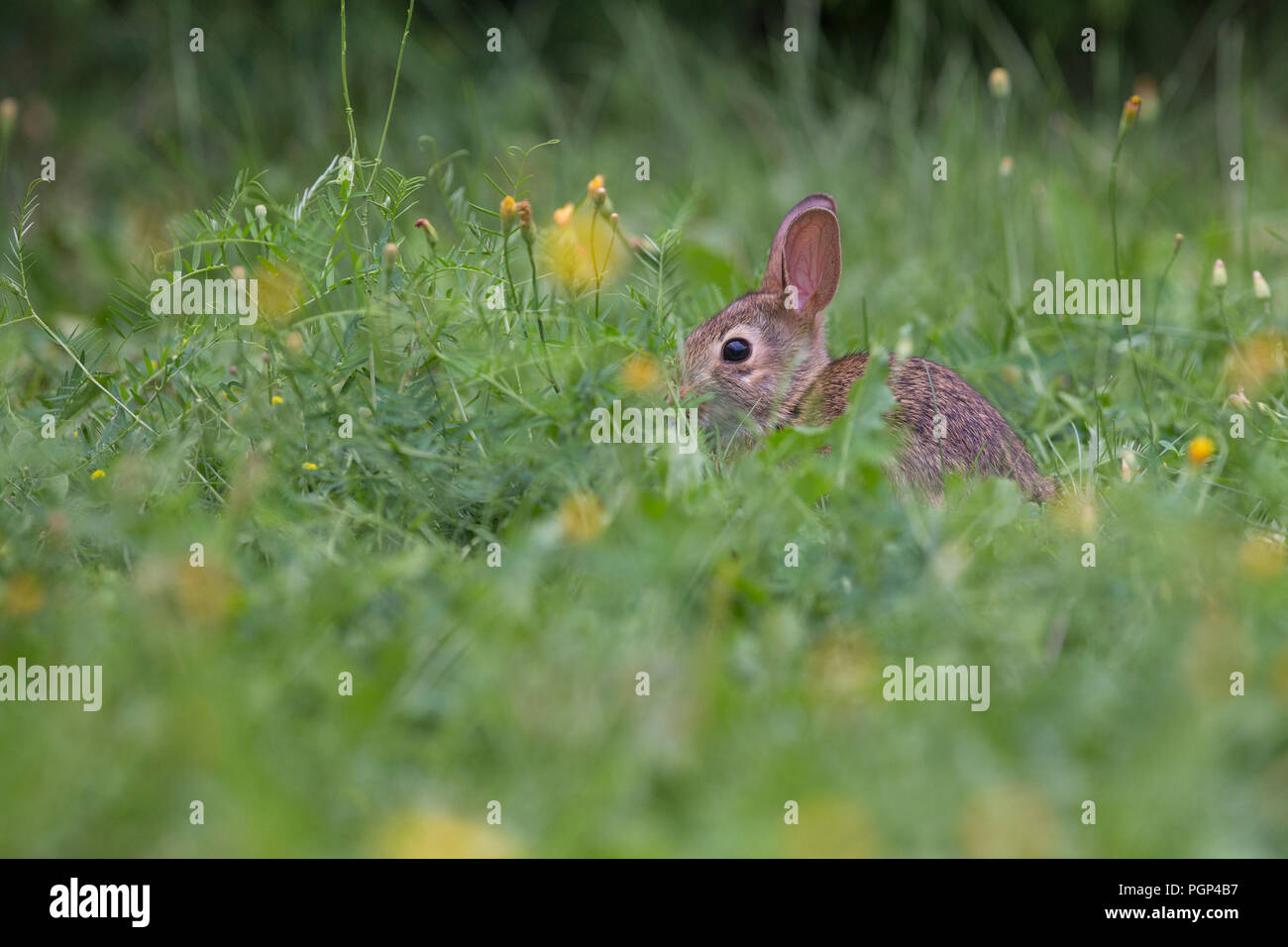 Baby eastern cottontails hi-res stock photography and images - Alamy