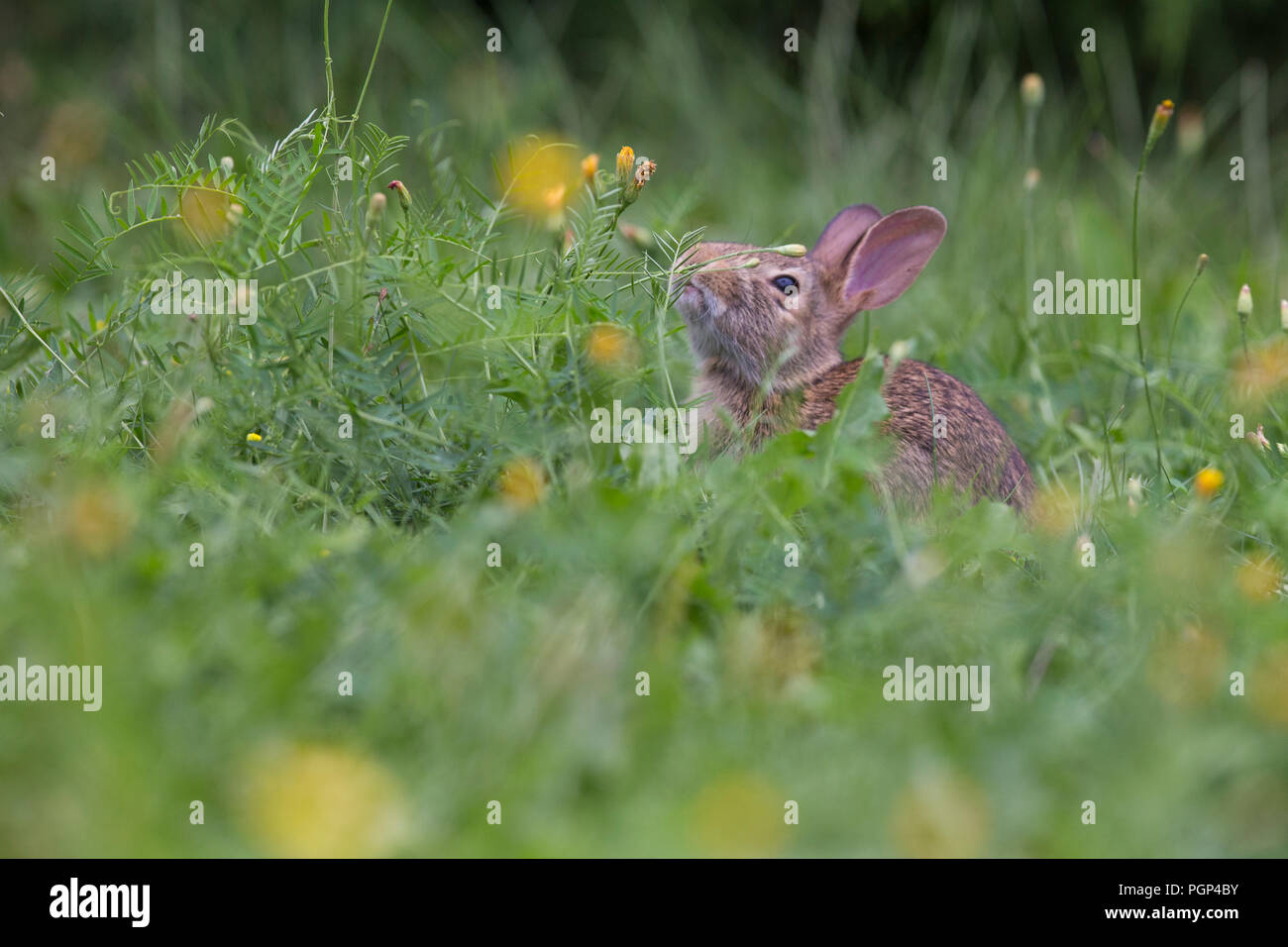 Baby bunny eastern cottontail hi-res stock photography and images - Alamy