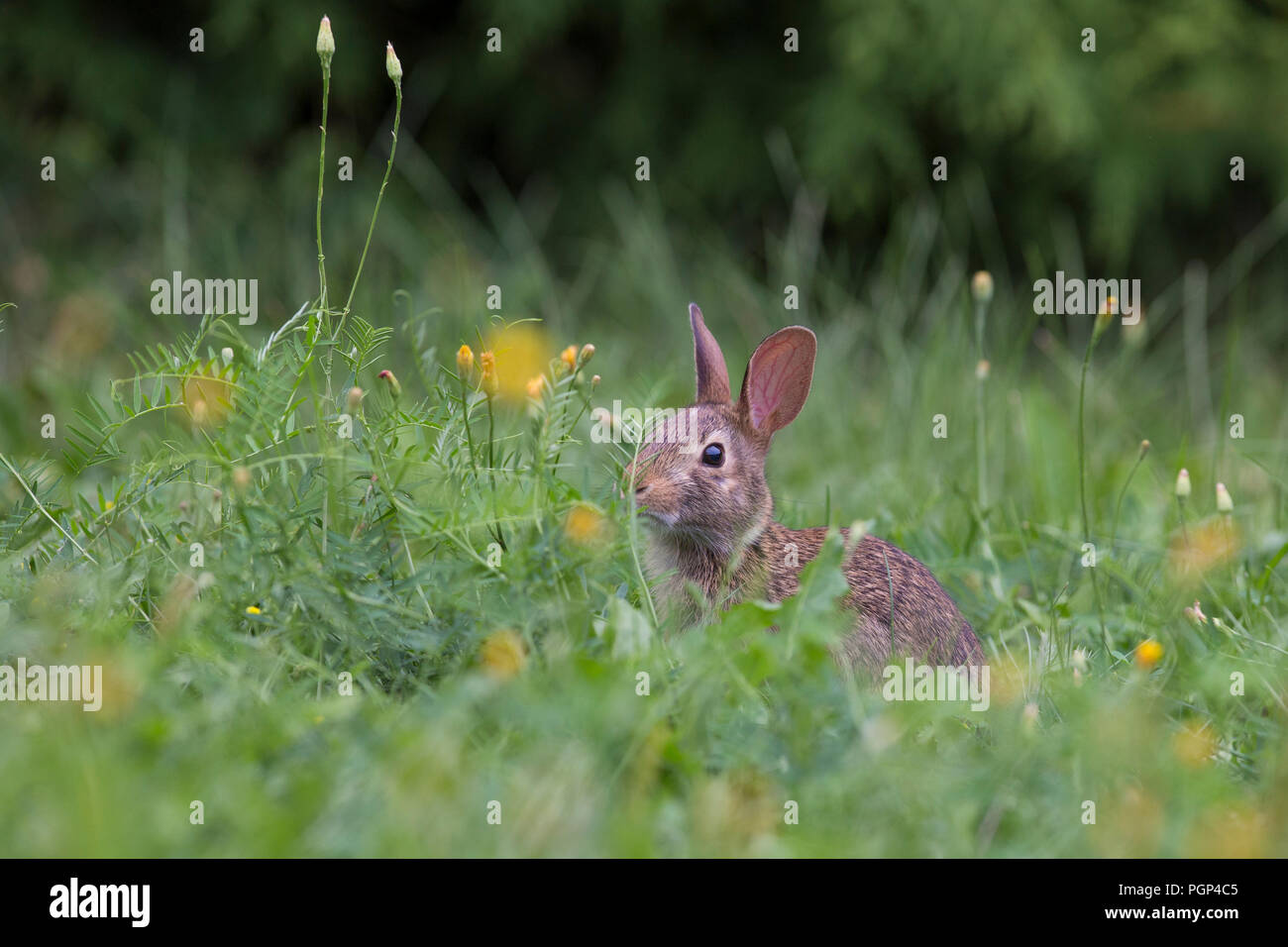 Baby eastern cottontail bunny (Sylvilagus floridanus) feeding Stock ...
