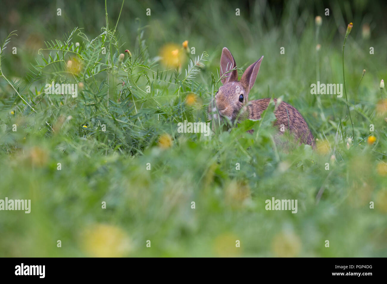 Cottontail bunny hi-res stock photography and images - Alamy