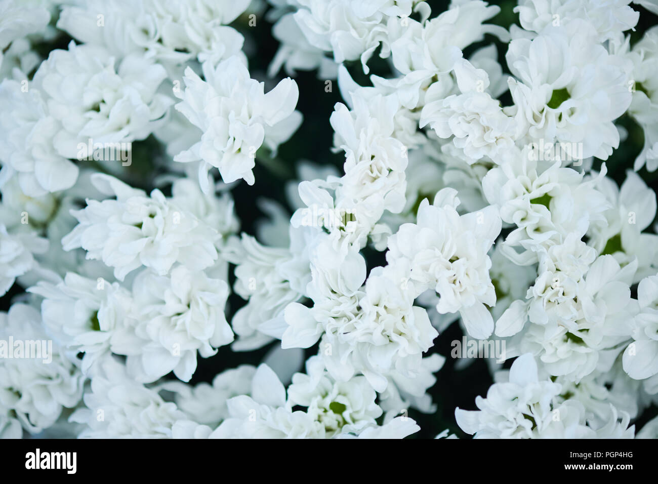 Pure white iris hi-res stock photography and images - Alamy