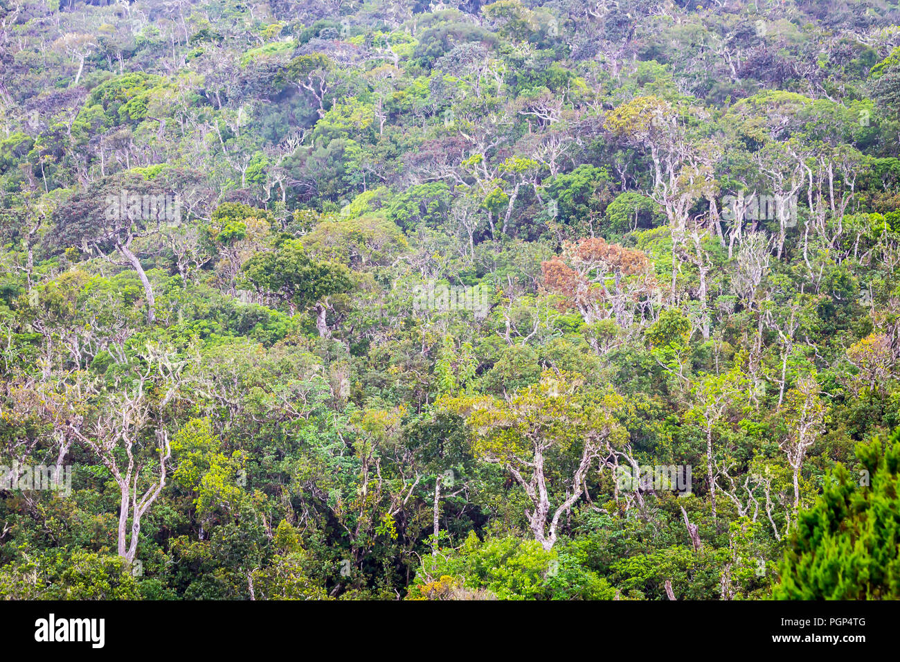 Tropical jungle, aerial viewe; Mauritis island Stock Photo - Alamy