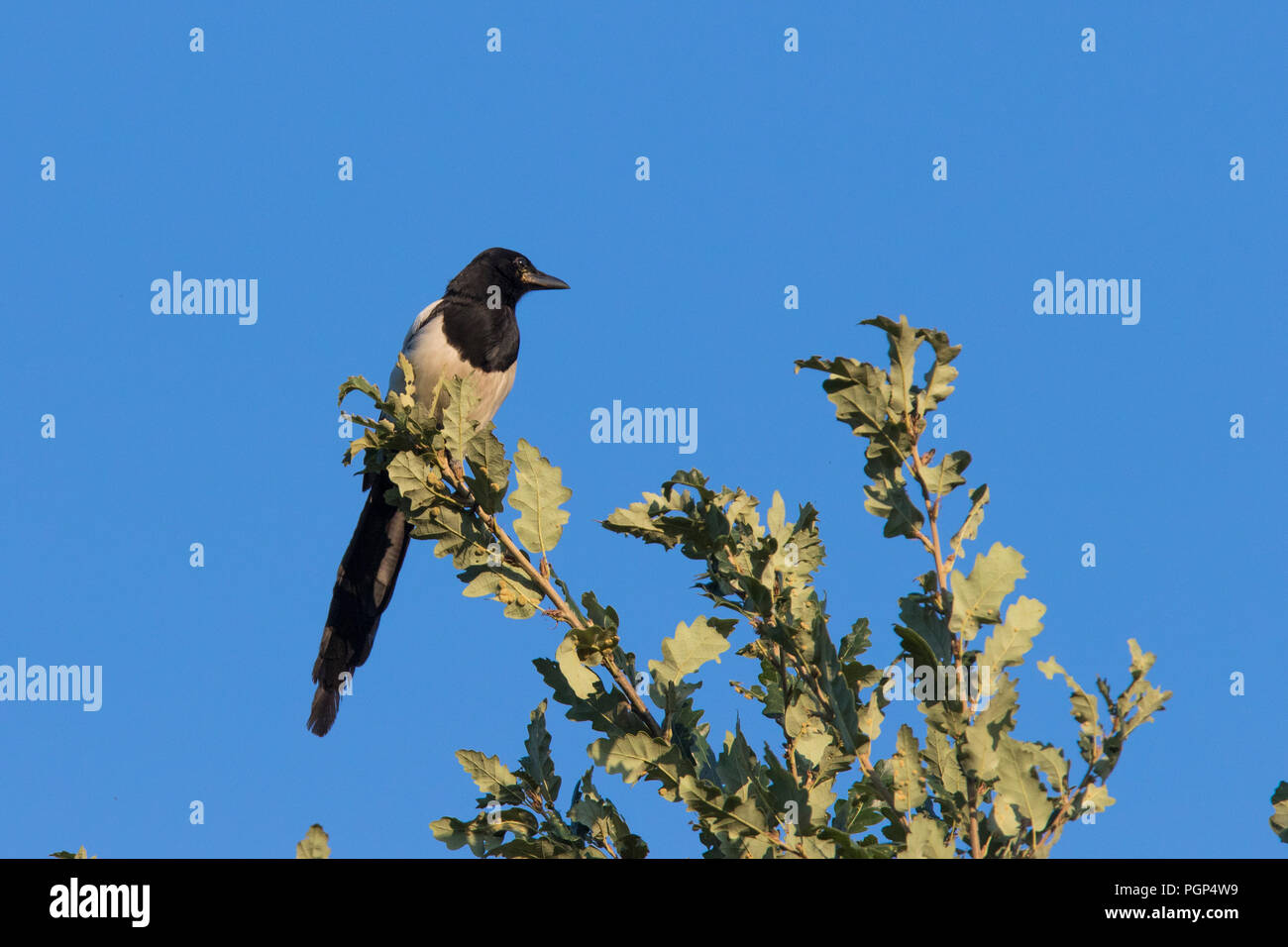 Eurasian magpie or common magpie Stock Photo - Alamy