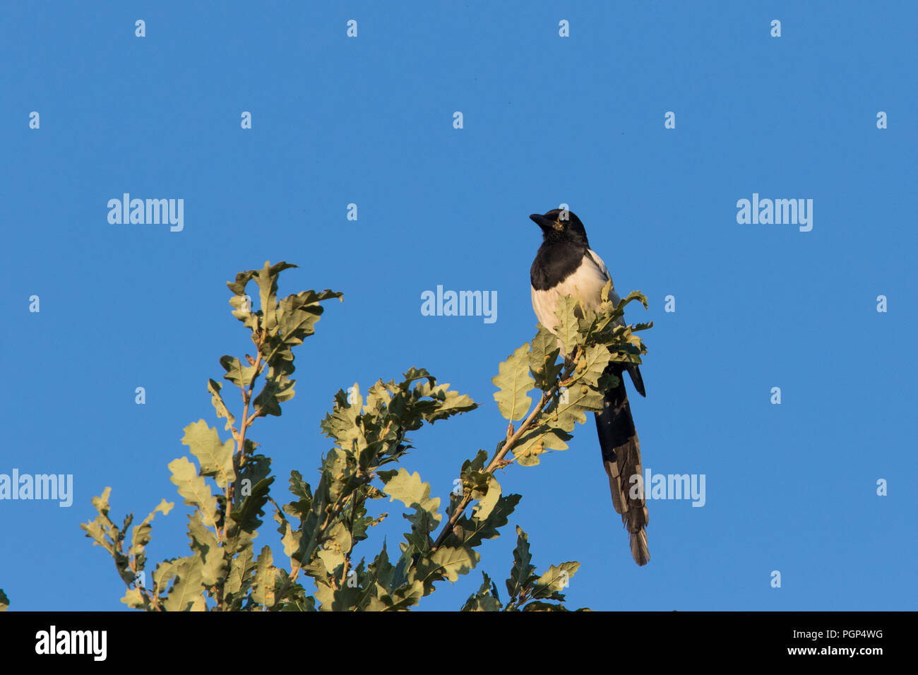 Magpies tail hi-res stock photography and images - Alamy