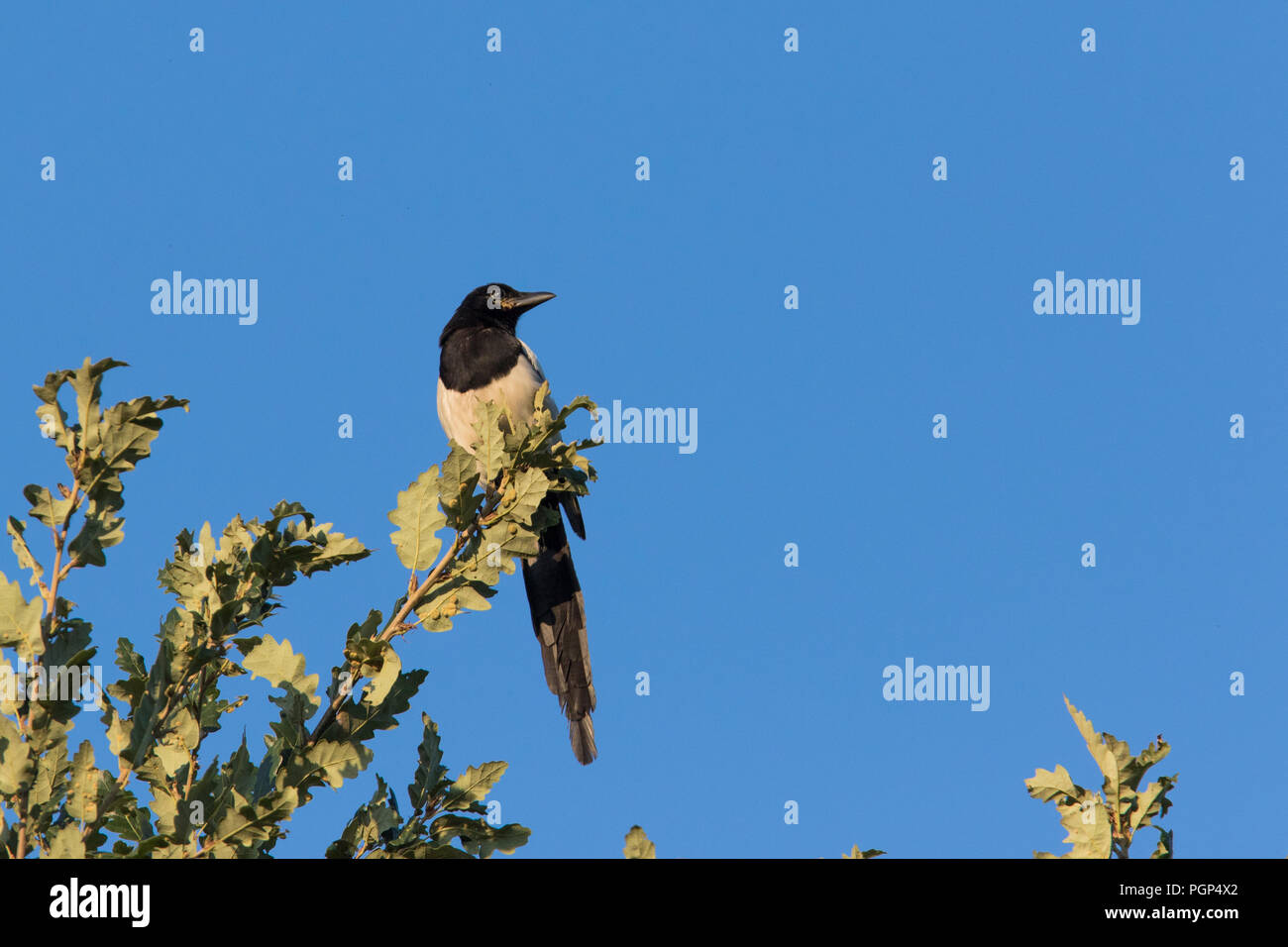 Magpies tail hi-res stock photography and images - Alamy