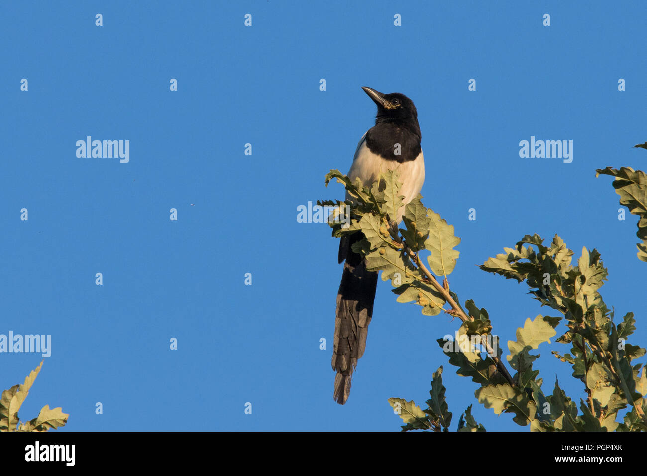 Magpies tail hi-res stock photography and images - Alamy