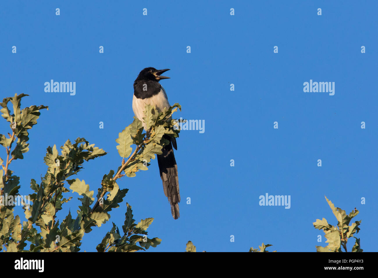 Pica pica magpie female hi-res stock photography and images - Alamy