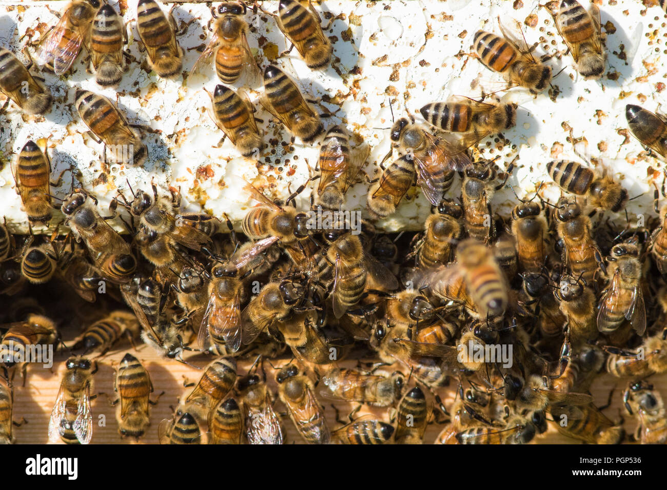 Healthy swarm of honey bees hi-res stock photography and images - Alamy
