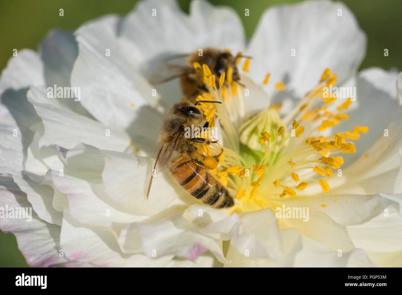 Many flowers bees collect nectar hi-res stock photography and images ...