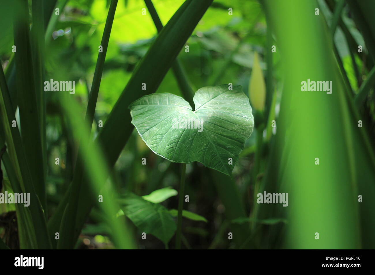Heart Shaped Leaf Stock Photo - Alamy