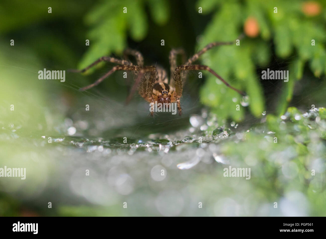 Funnel Weaver Spider Stock Photo - Alamy