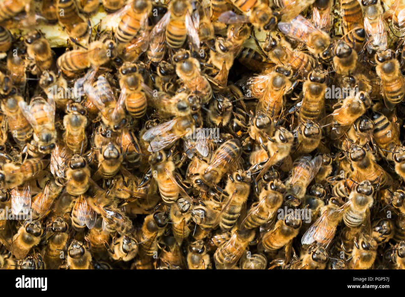 Swarm cell hi-res stock photography and images - Alamy