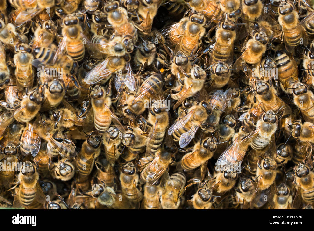 swarm of bees background Stock Photo - Alamy