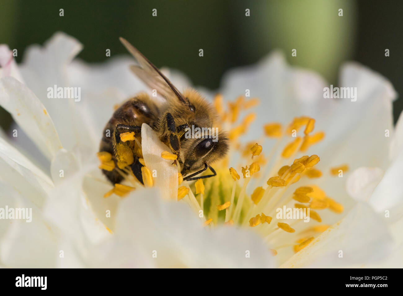 Many bees collect honey in hi-res stock photography and images - Alamy