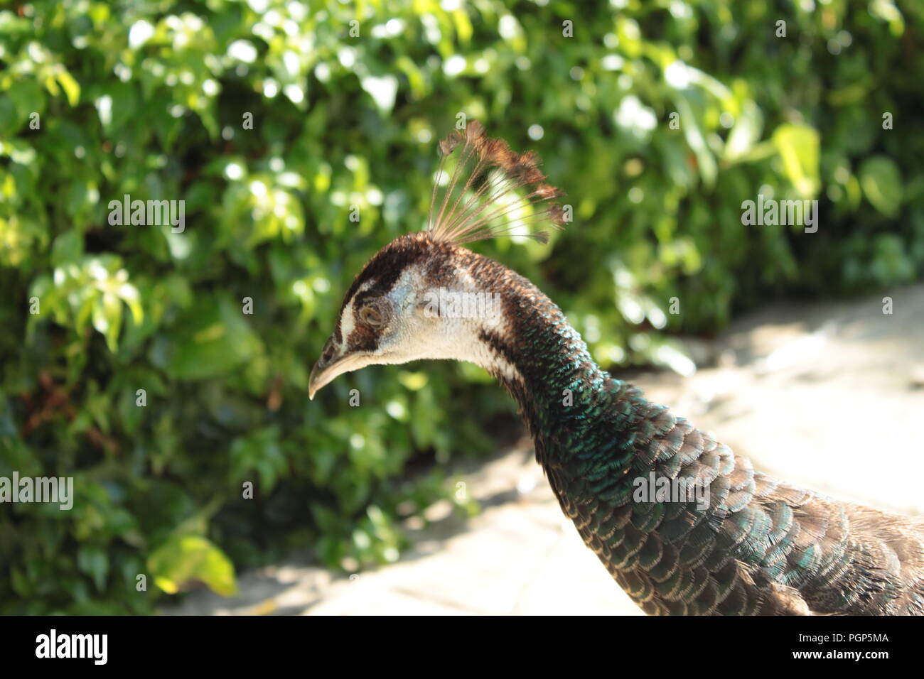 Dreamy bird hi-res stock photography and images - Alamy