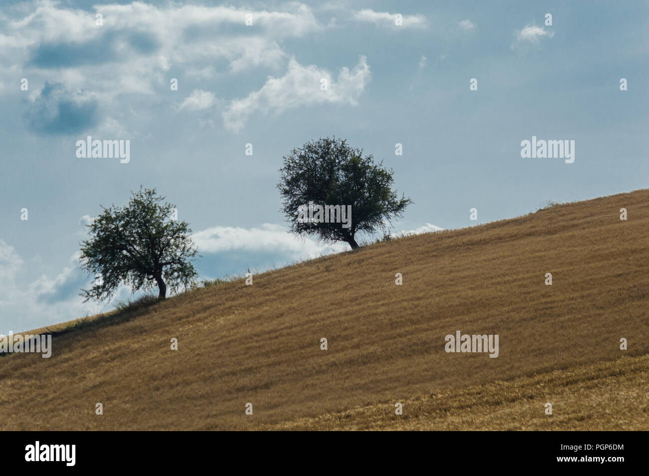 two trees on the hill Stock Photo - Alamy