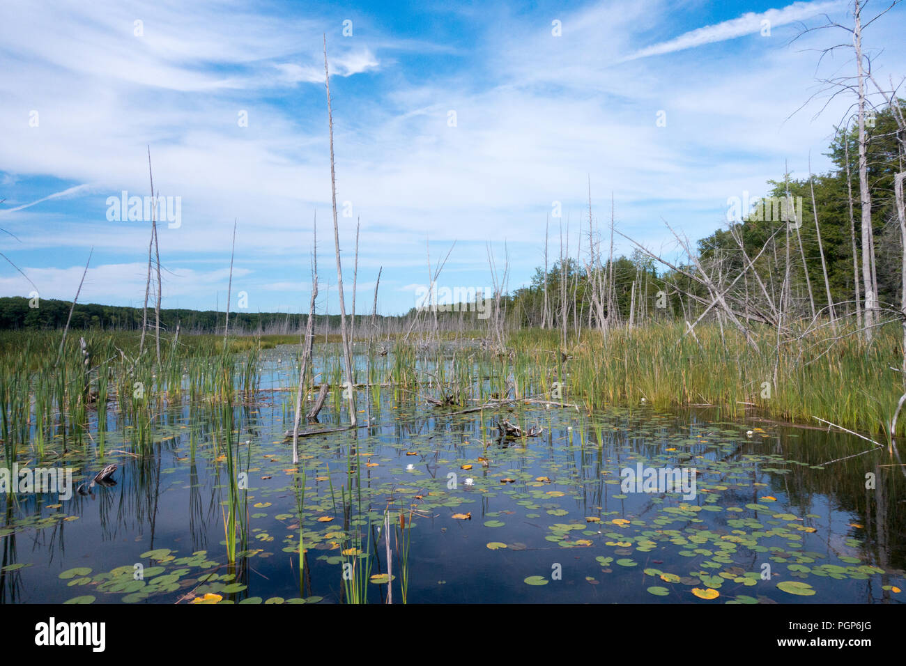 Awenda provincial park hi-res stock photography and images - Alamy