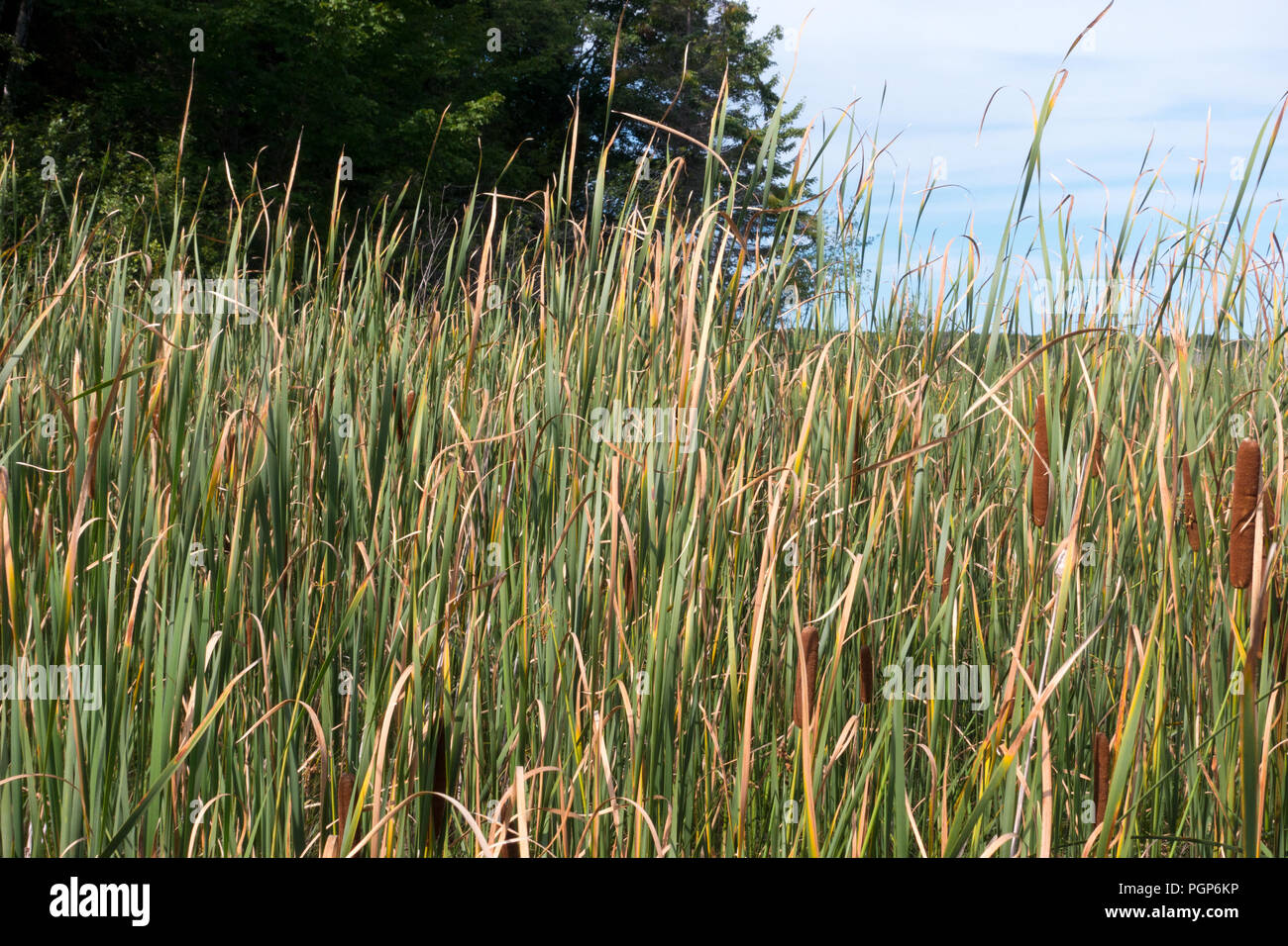 AWENDA PROVINCIAL PARK, ONTARIO, CANADA - AUGUST 20, 2018 Stock Photo ...