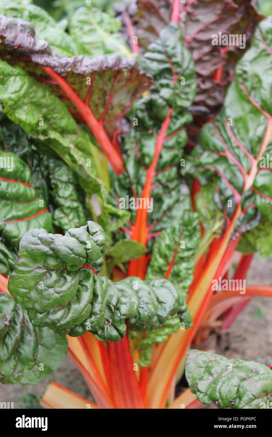 Inflorescences r hi-res stock photography and images - Alamy