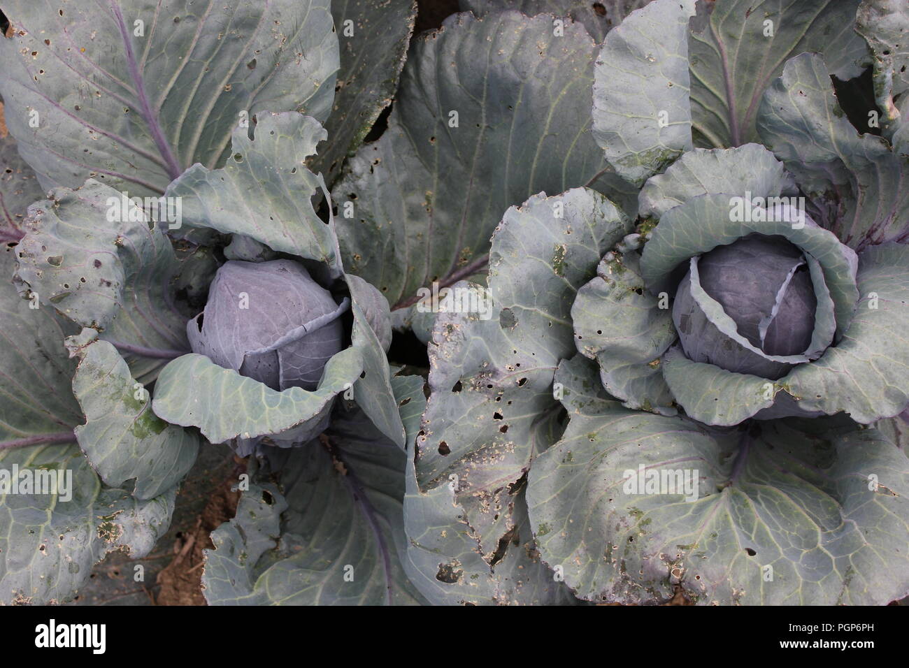Heads of purple cabbage growing in the summer garden Stock Photo - Alamy