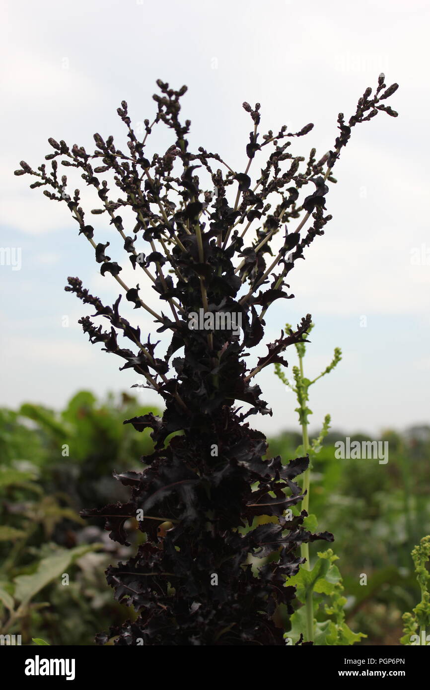 Tall Lettuce High Resolution Stock Photography and Images - Alamy