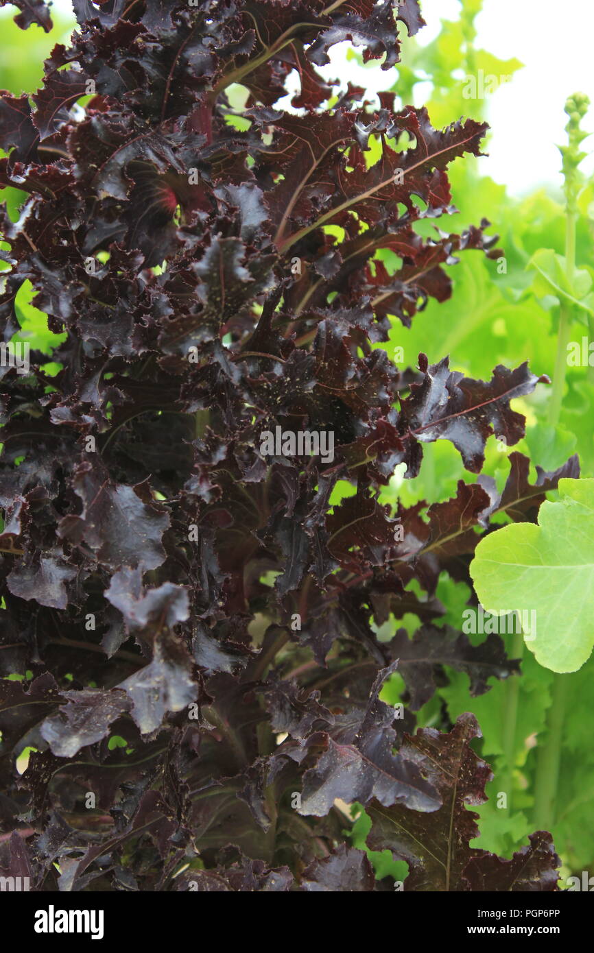 Tall leafy vegetable hi-res stock photography and images - Alamy