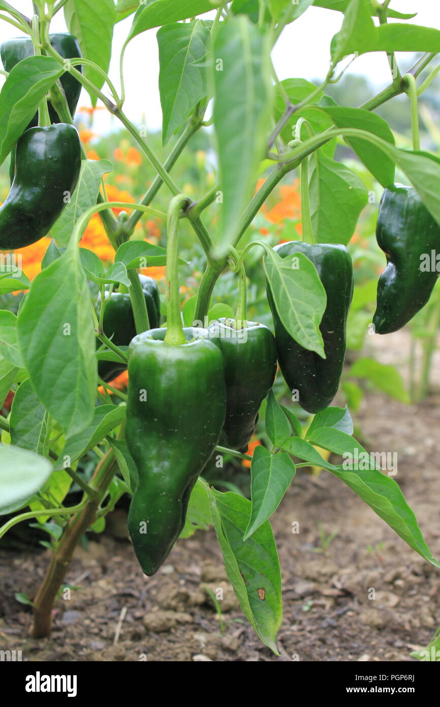 Poblano plant hi-res stock photography and images - Alamy