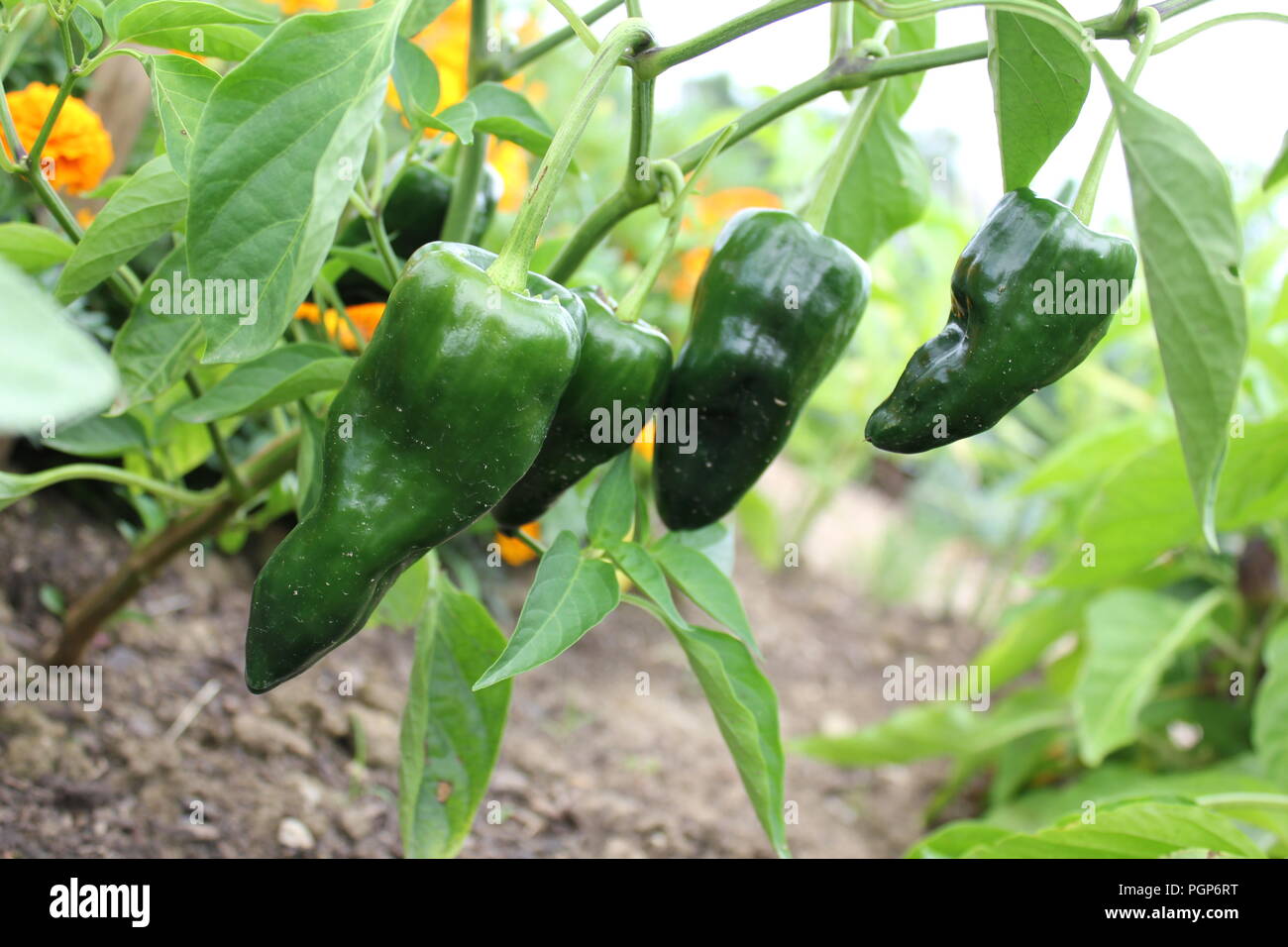Poblano green chili peppers, Capsicum annuum, growing on the vine at ...