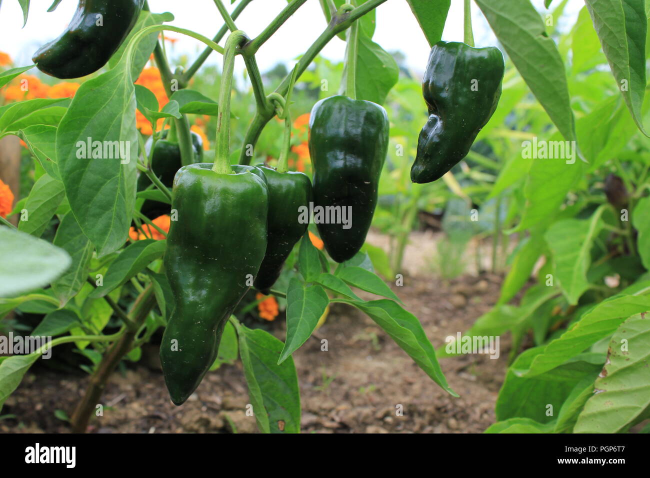 Poblano green chili peppers, Capsicum annuum, growing on the vine at ...
