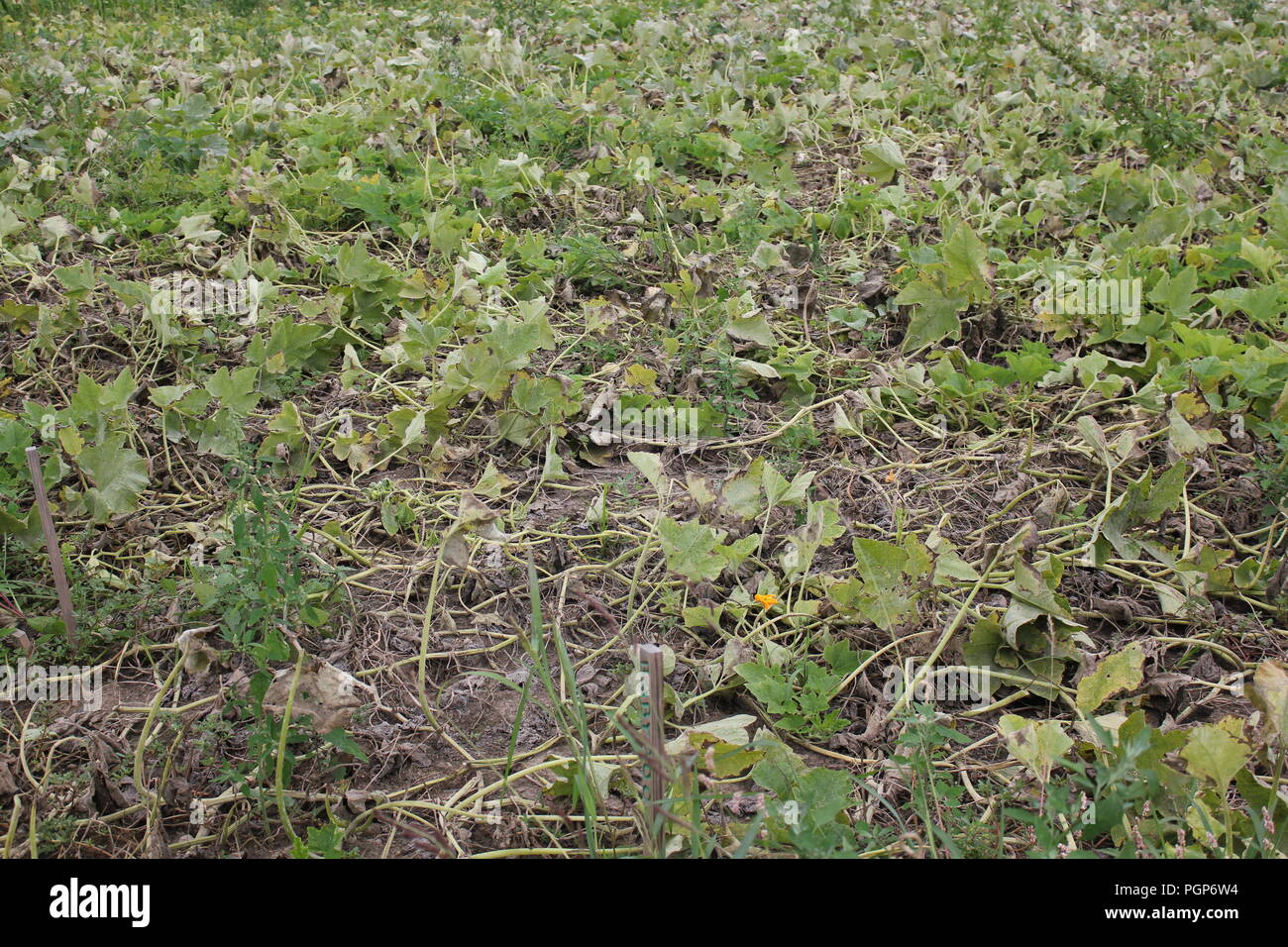 Cucumber plants growing all.over a big field Stock Photo - Alamy