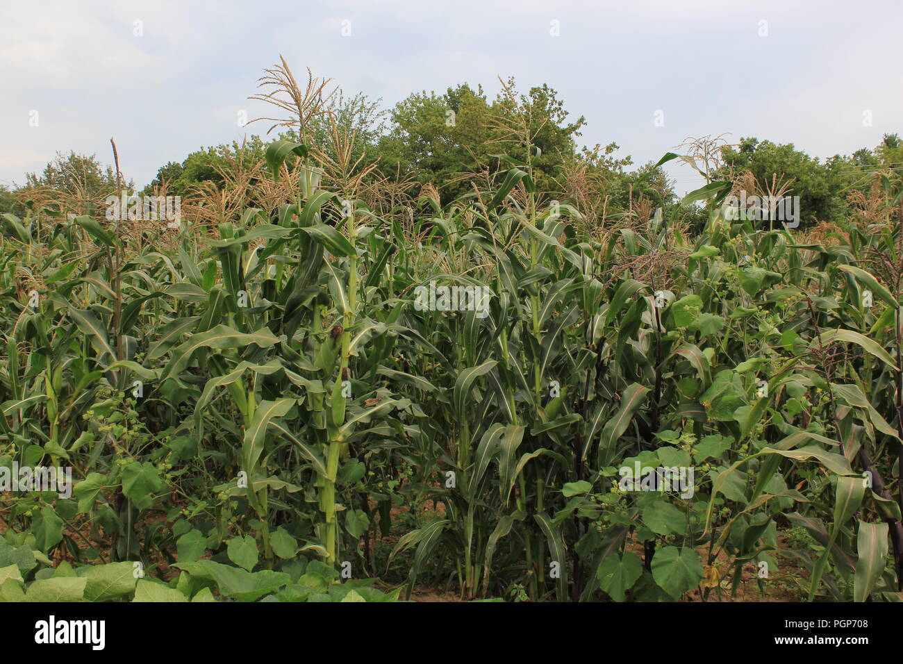 Thriving corn crop hi-res stock photography and images - Alamy