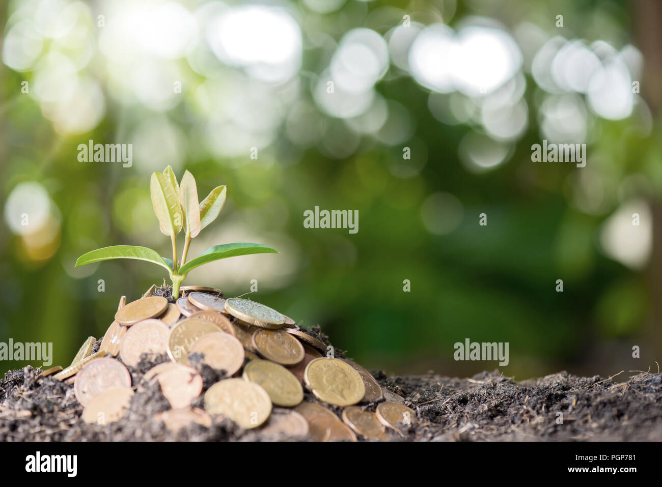 Small plant growing in the garden. Fresh start of the day. Save ...