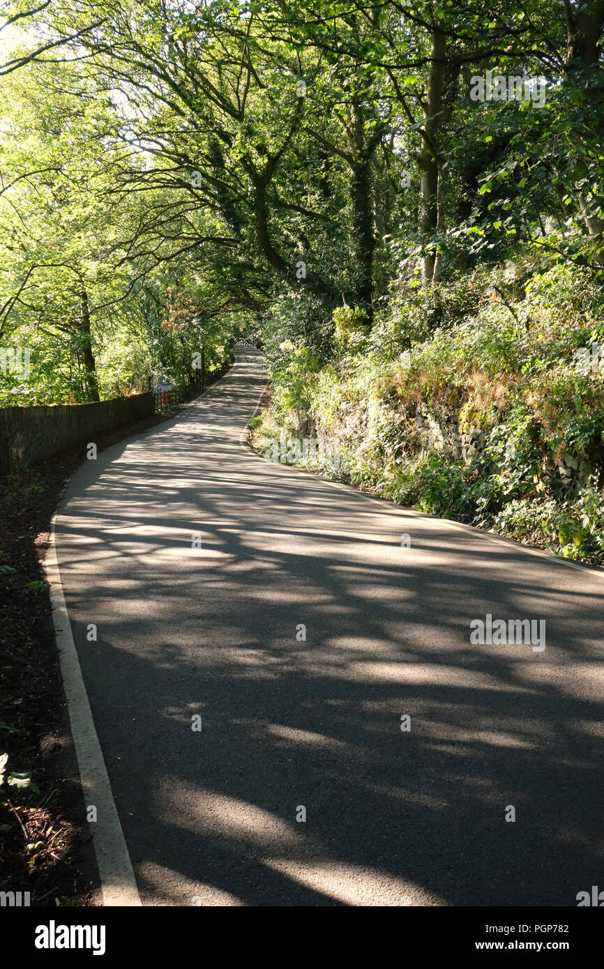 Scattered sunlight filtering through the trees on a country lane near ...