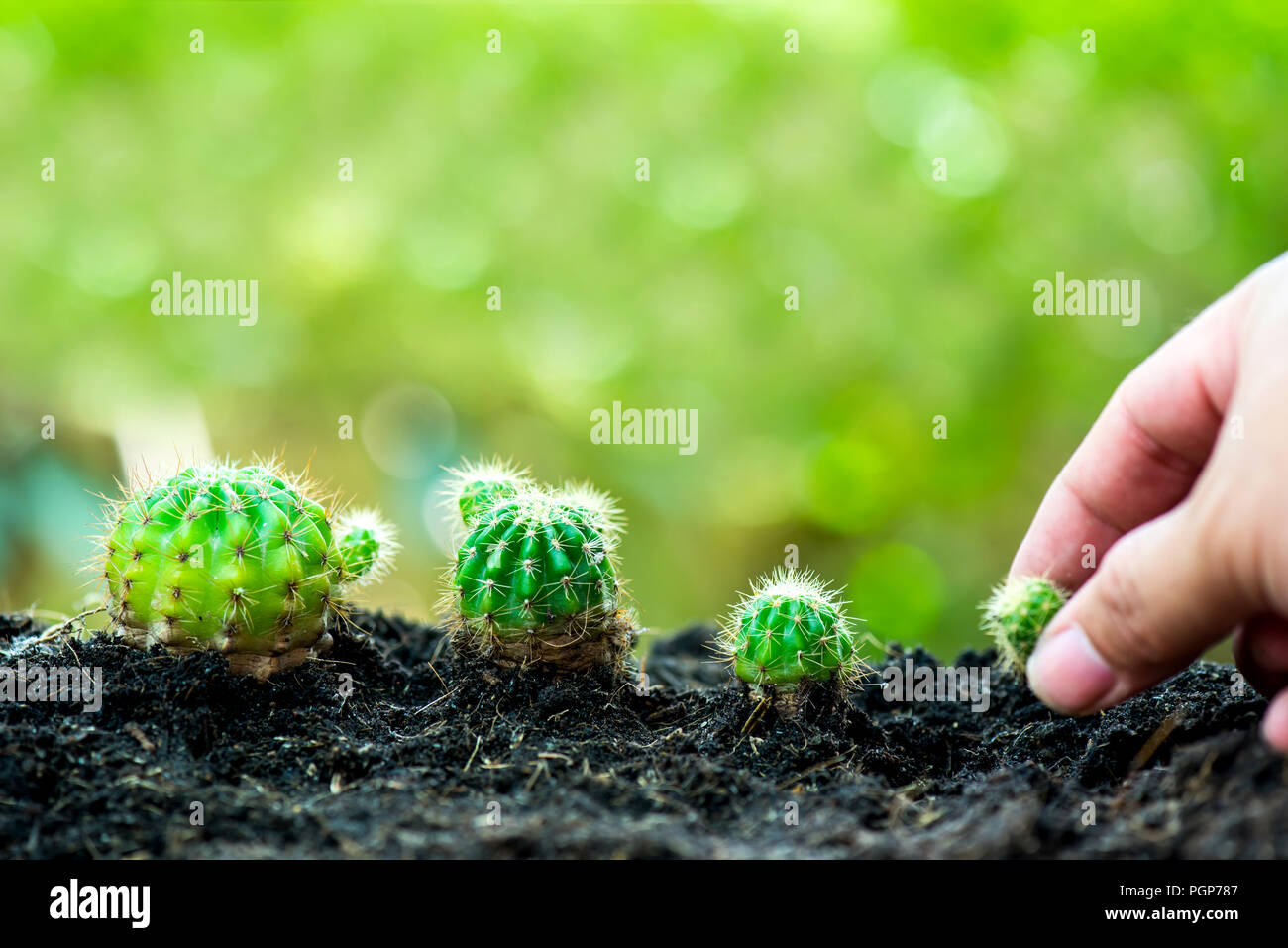 Small plant growing in the garden. Fresh start of the day. Save ...