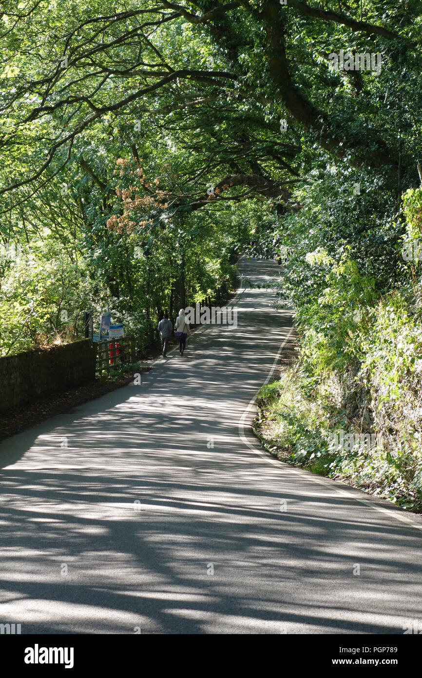 Light filtered through trees hi-res stock photography and images - Alamy