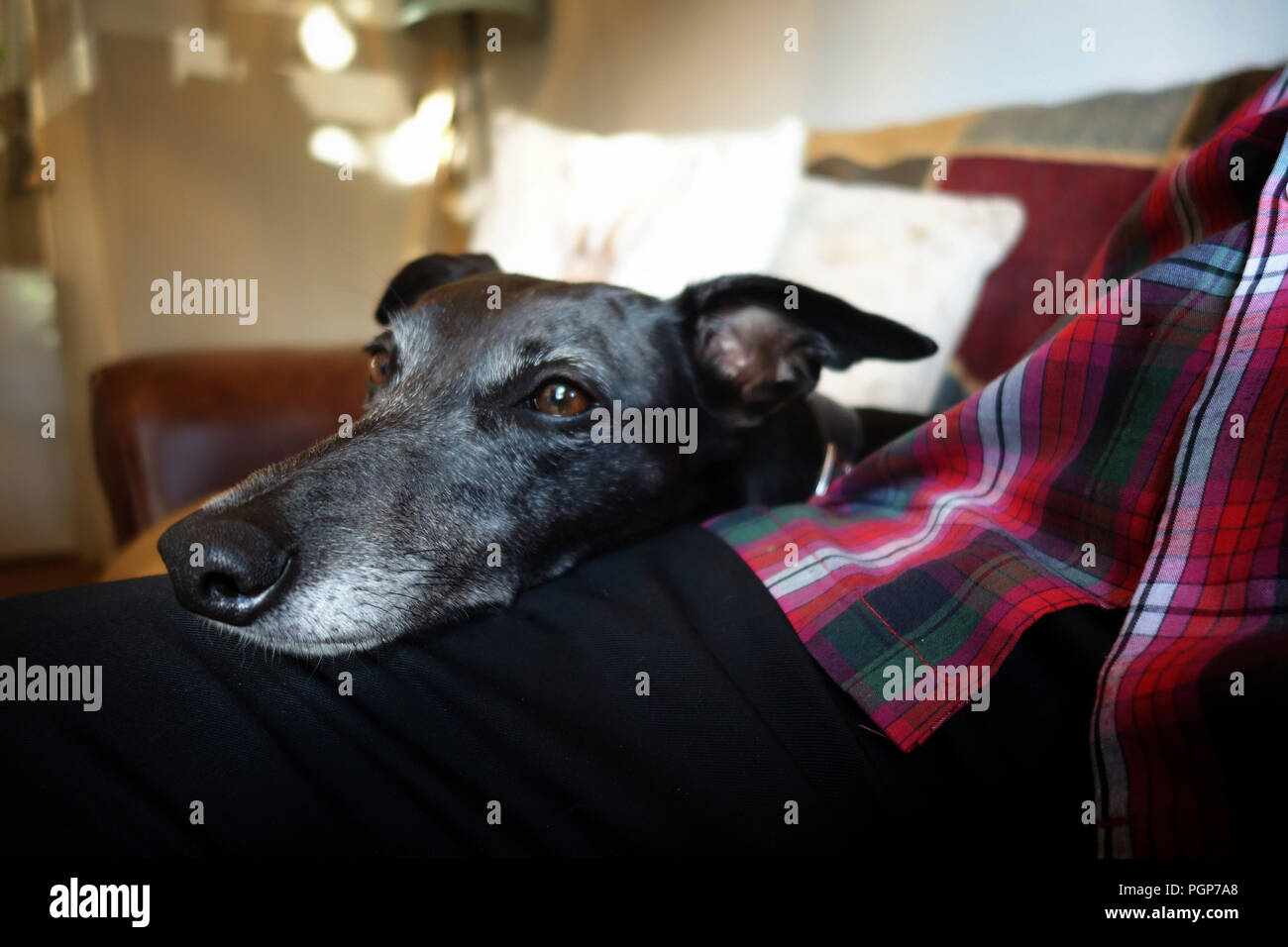 Black whippet hi-res stock photography and images - Alamy