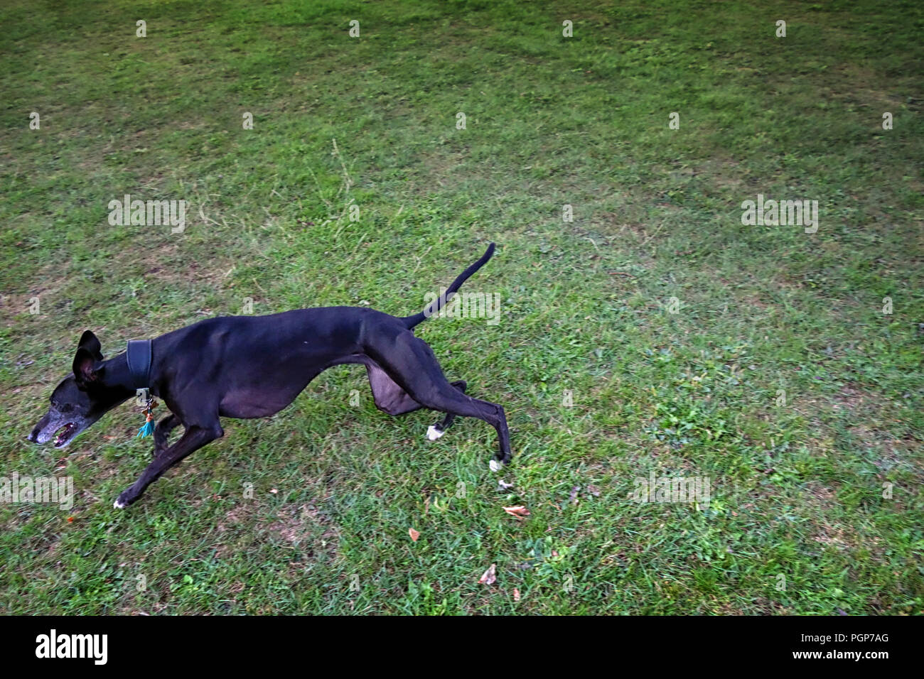 Young Black Whippet running fast with ball Stock Photo - Alamy