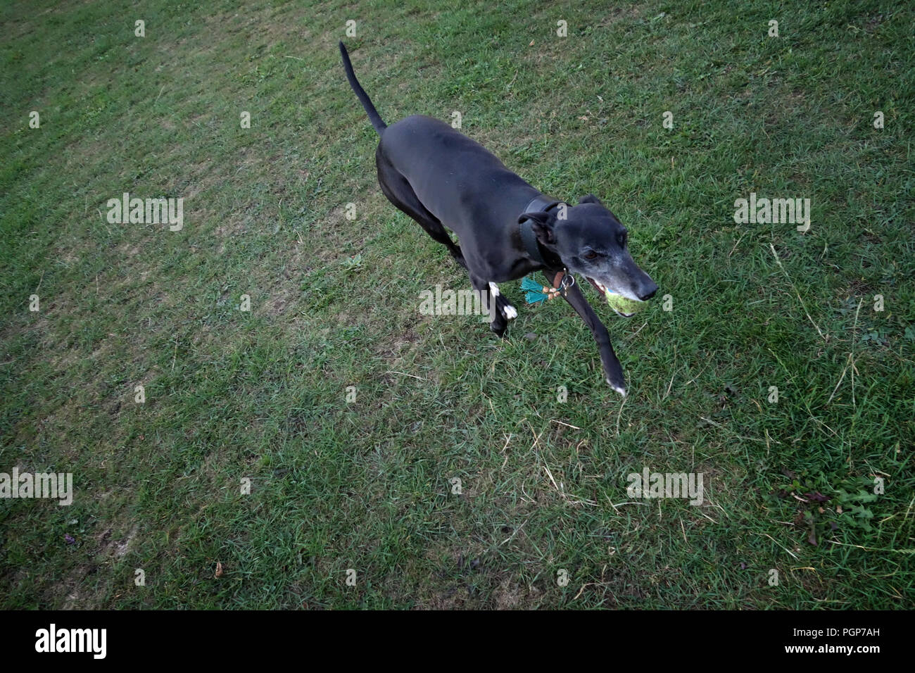 Fast Whippet